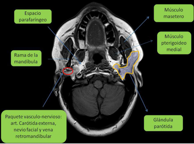 ARGUS - Diagnóstico médico